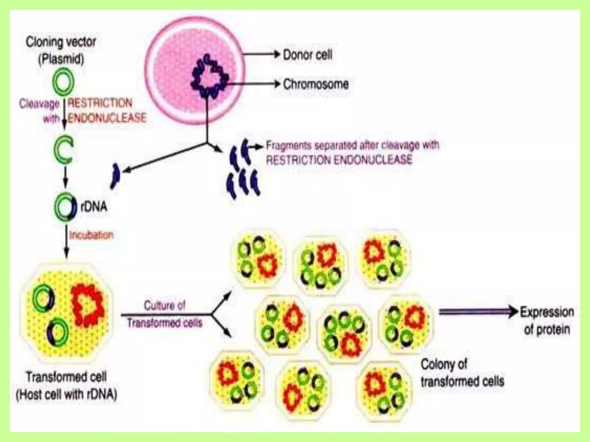 Biotechnoloy principles and processes | PPTX