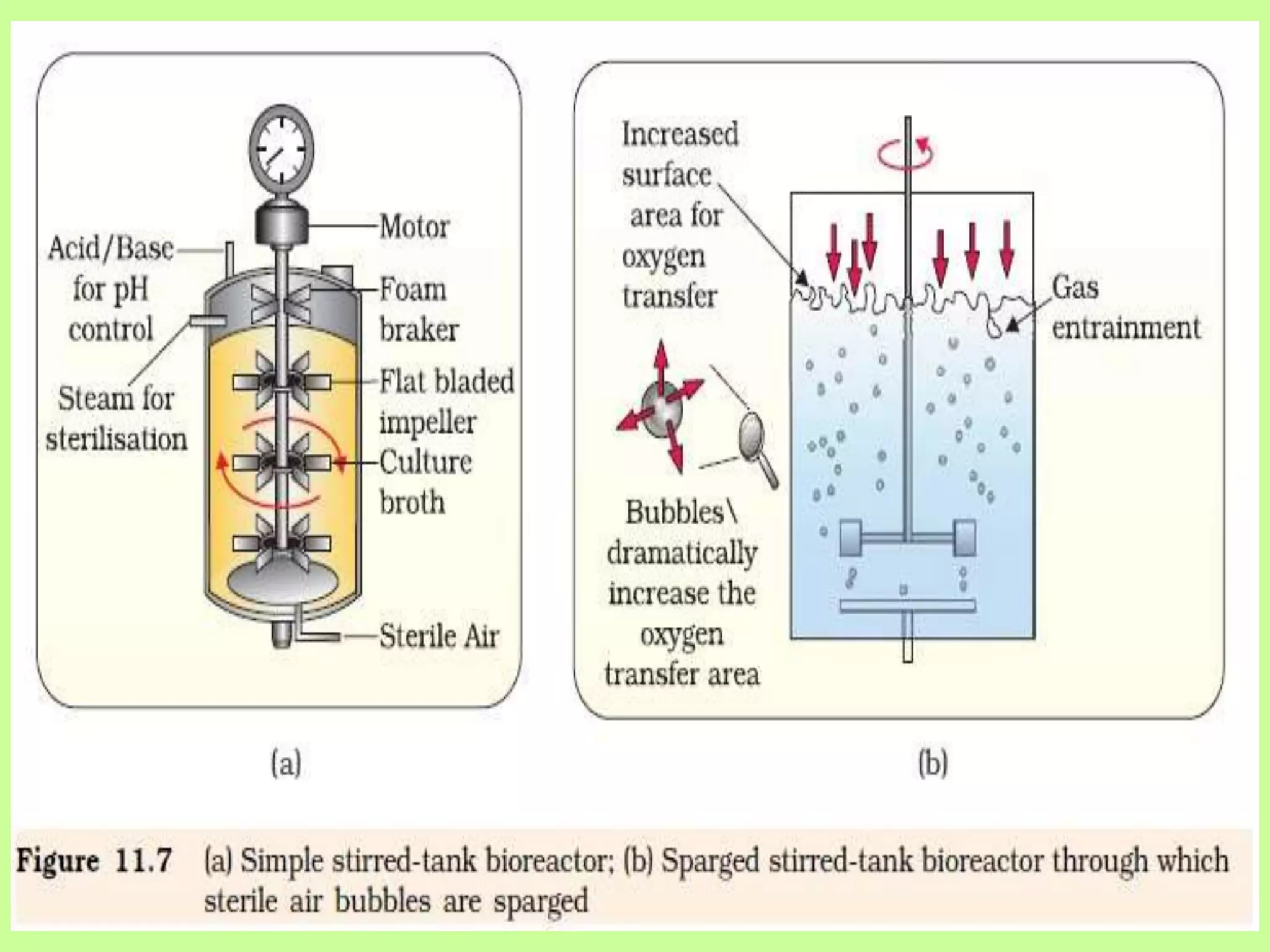 Biotechnoloy principles and processes | PPTX