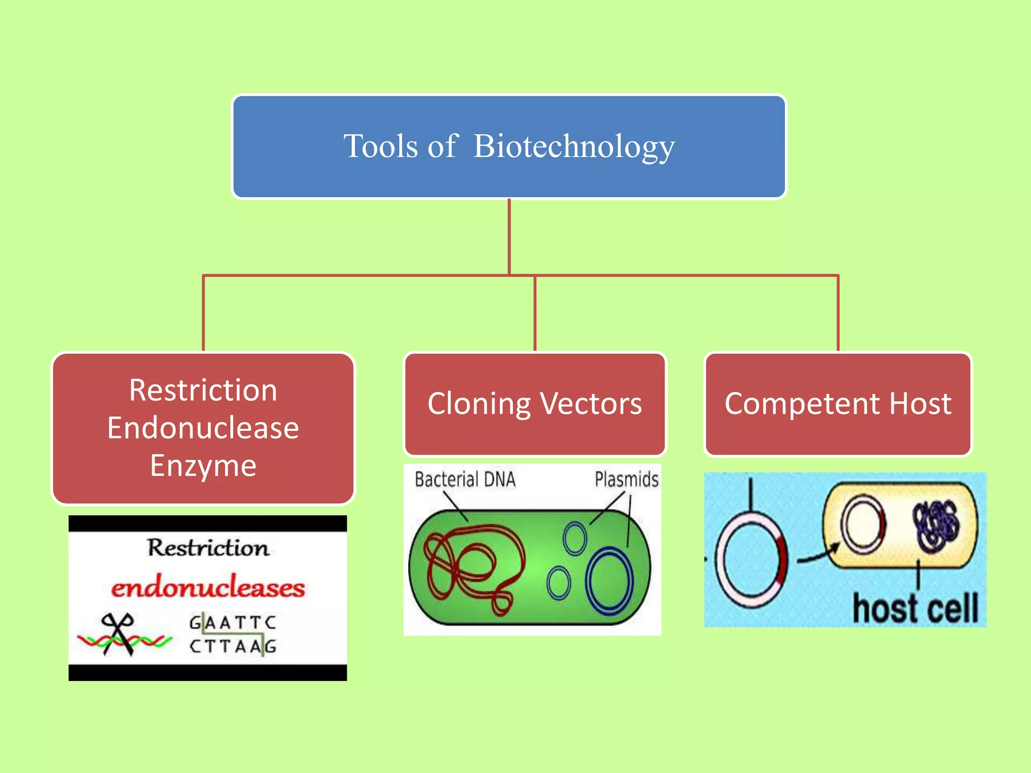 Biotechnoloy principles and processes | PPTX