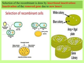 Biotechnoloy principles and processes | PPTX