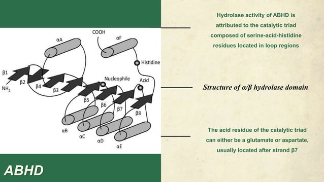 Molecular characterization of human ABHD2 as TAg lipase .pptx