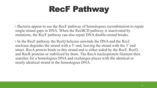 homologus recombination | PPTX