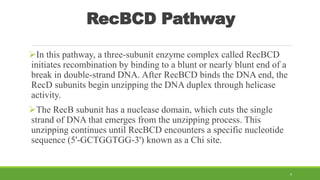 homologus recombination | PPTX