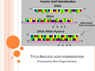 nucleic acid hybridization | PPTX