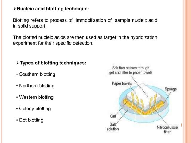 nucleic acid hybridization | PPTX