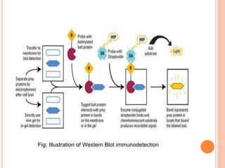 nucleic acid hybridization | PPTX