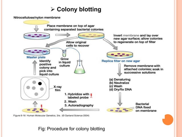 nucleic acid hybridization | PPTX