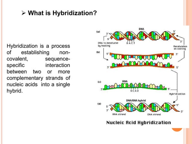 nucleic acid hybridization | PPTX