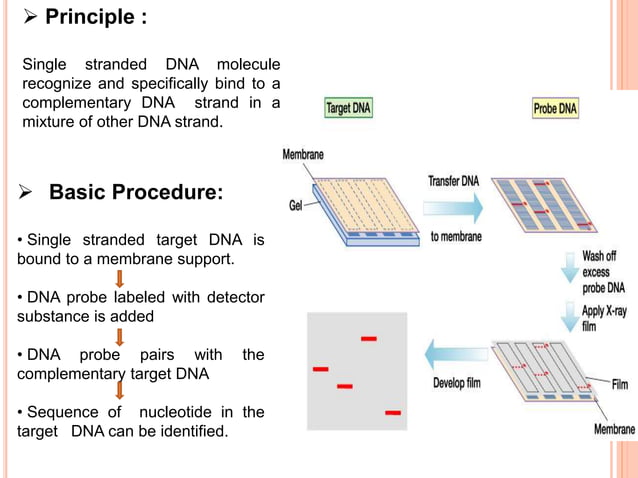nucleic acid hybridization | PPTX