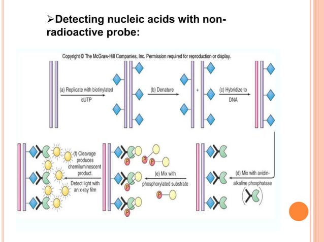 nucleic acid hybridization