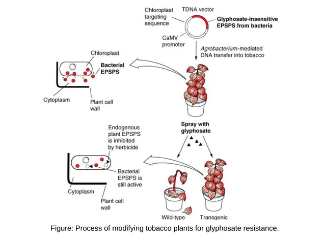 HERBICIDES RESISTANCE PLANTS | PDF