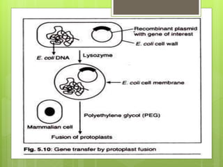 Methods of gene transfer. | PPTX