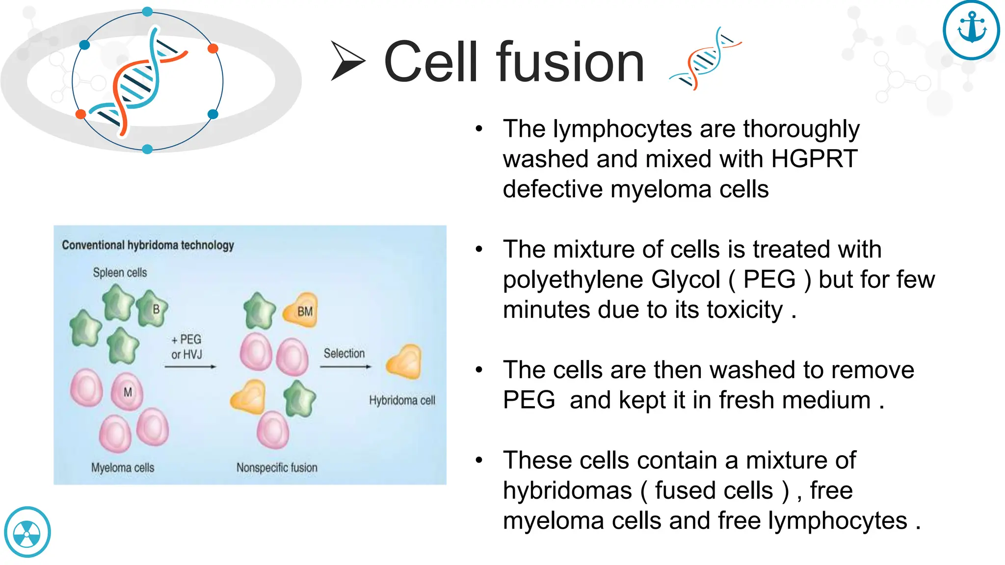 Hybridoma Technology ( Production , Purification , and Application ) | PPTX