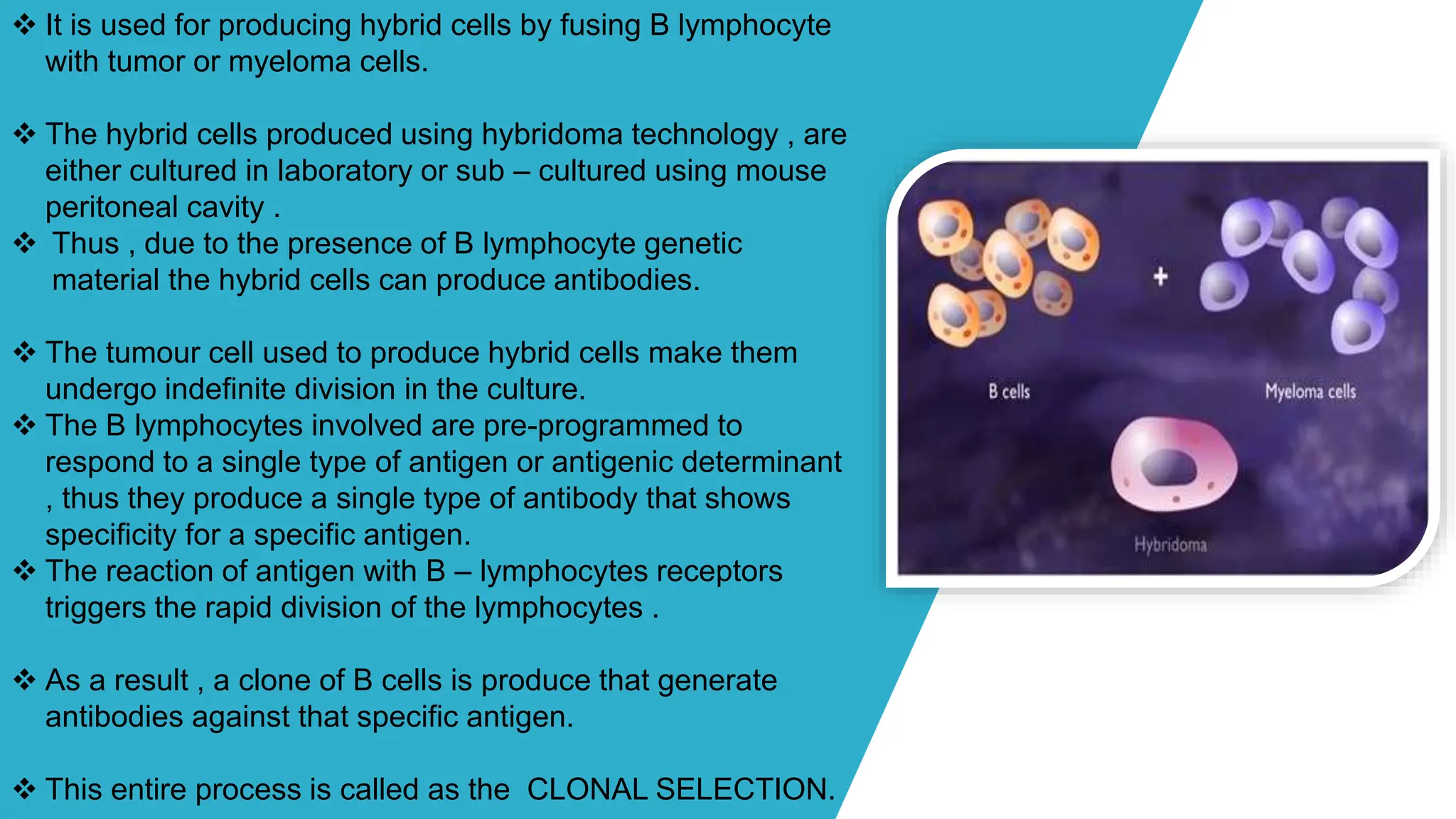 Hybridoma Technology ( Production , Purification , and Application ) | PPTX