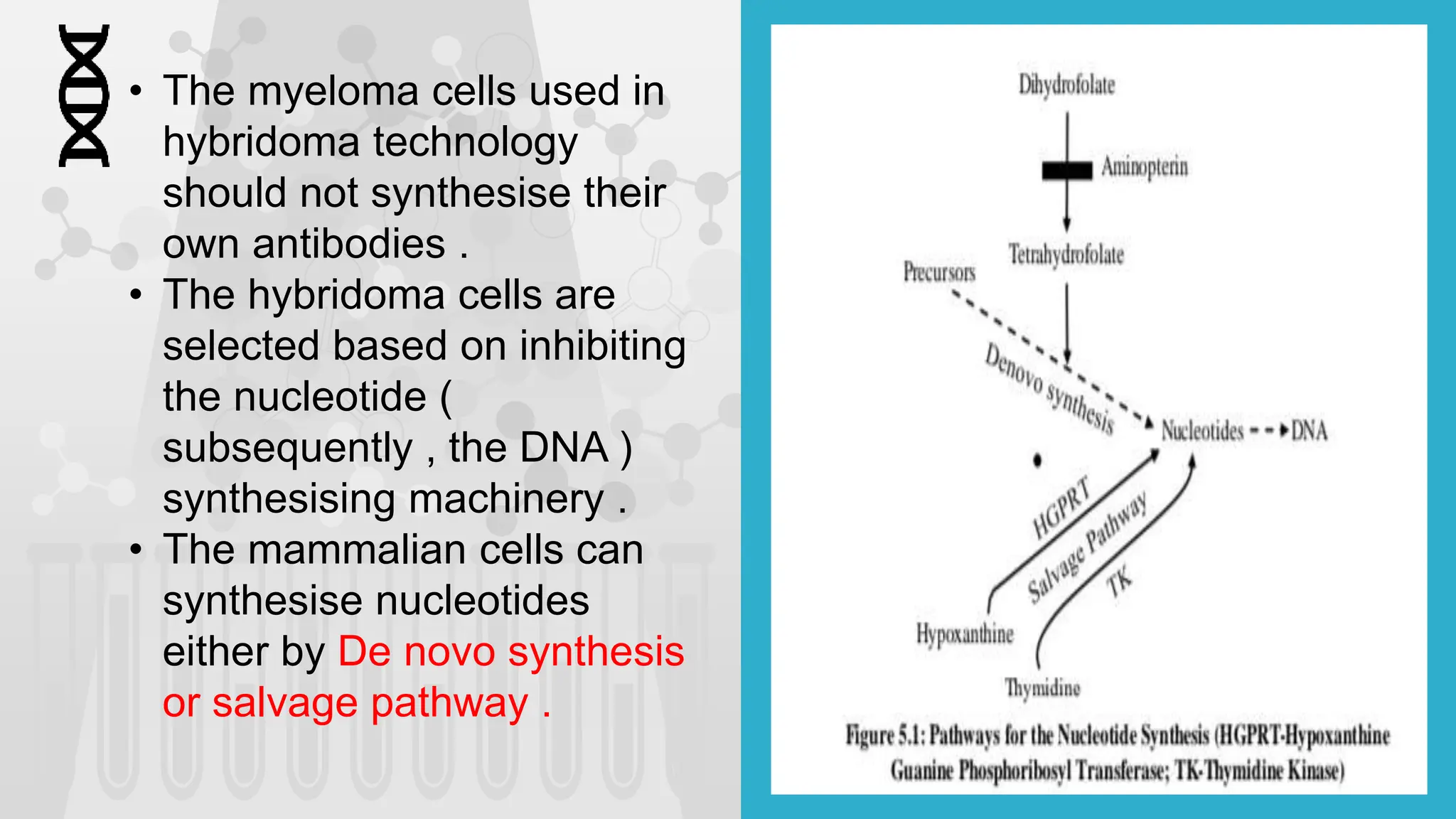 Hybridoma Technology ( Production , Purification , and Application ) | PPTX