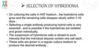 Hybridoma Technology ( Production , Purification , and Application ) | PPTX