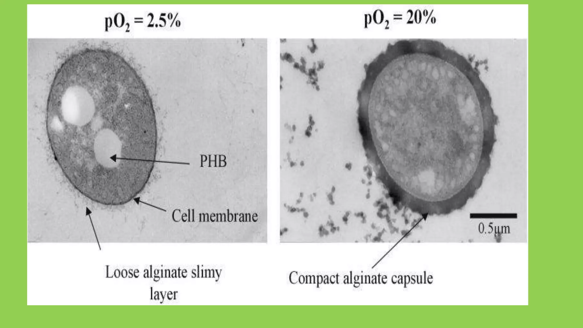 Azotobacter spp. | PPTX