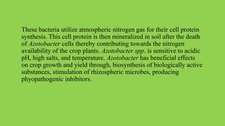 Azotobacter spp. | PPTX | Agriculture | Industries