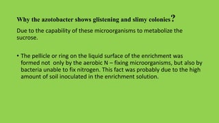 Azotobacter spp. | PPTX | Agriculture | Industries