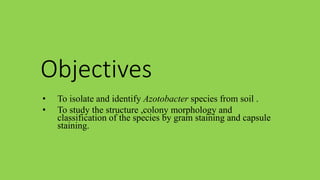 Azotobacter spp. | PPTX