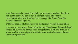 Azotobacter spp. | PPTX | Agriculture | Industries