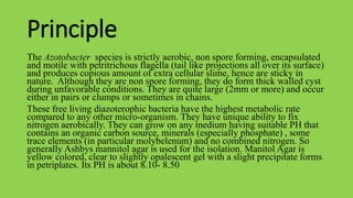 Azotobacter spp. | PPTX