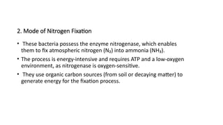 Plant growth promoting bacteria: nitrogen fixation by free living ...