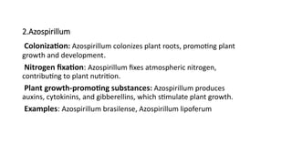 Plant growth promoting bacteria: nitrogen fixation by free living ...