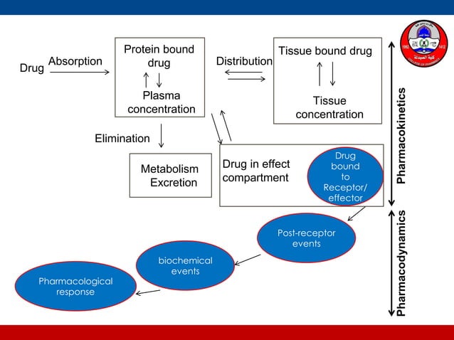 Biotechnology: Pharmacokinetics and Pharmacodynamics of Peptide and ...
