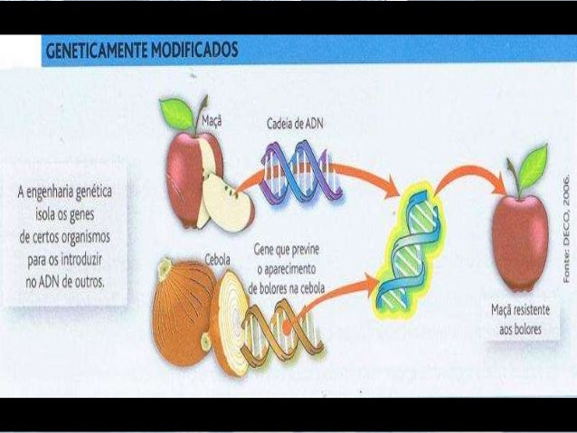 Biotecnologia - Organismos Geneticamente Modificados - OGM'S