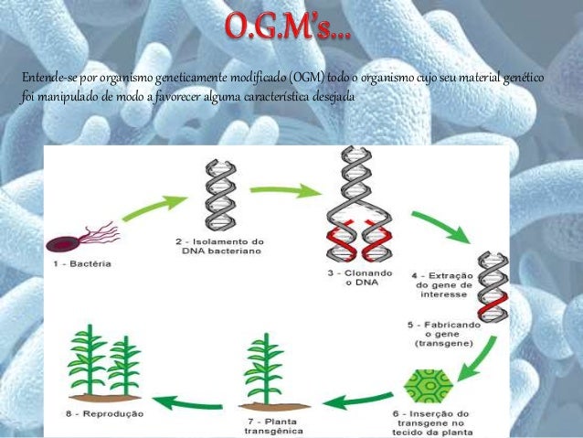 Biotecnologia - Organismos Geneticamente Modificados - OGM'S