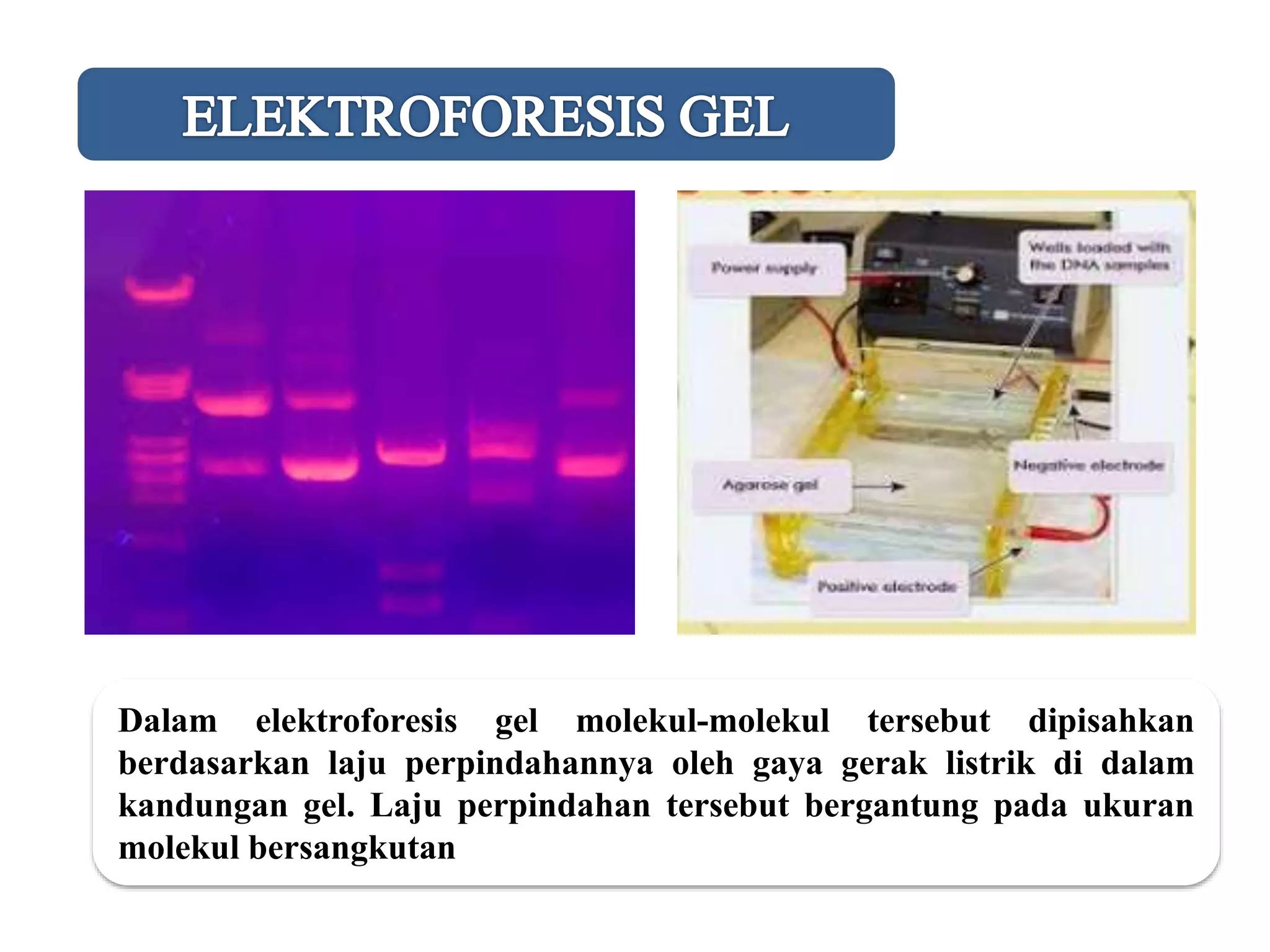 Kelompok 8 Kimia B ( Elektroforesis) | PPTX