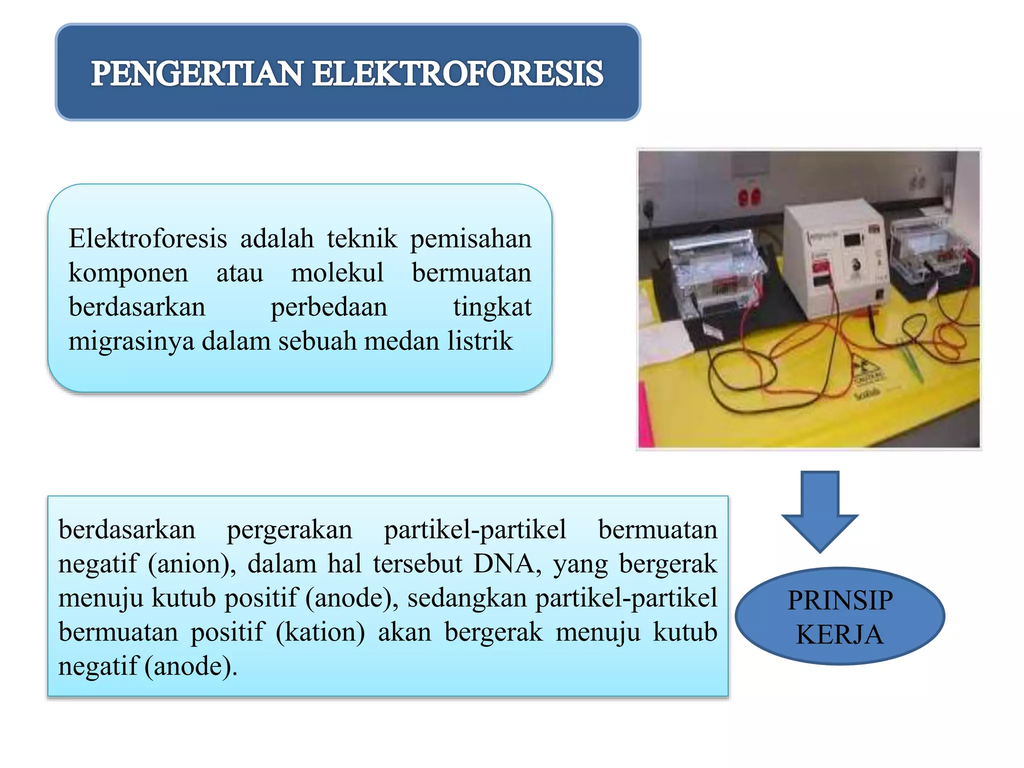 Kelompok 8 Kimia B ( Elektroforesis) | PPTX