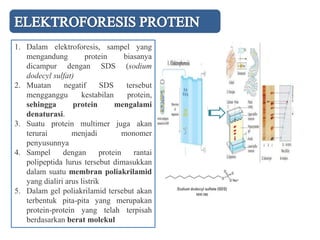 Kelompok 8 Kimia B ( Elektroforesis) | PPTX