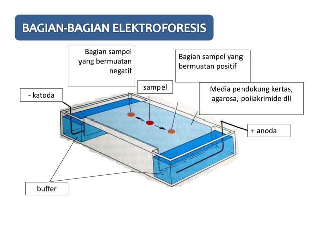 Kelompok 8 Kimia B ( Elektroforesis) | PPTX