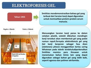 Kelompok 8 Kimia B ( Elektroforesis) | PPTX