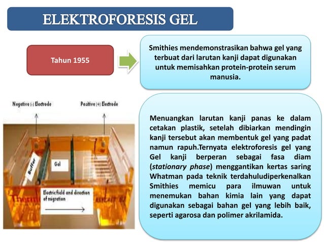Kelompok 8 Kimia B ( Elektroforesis) | PPTX