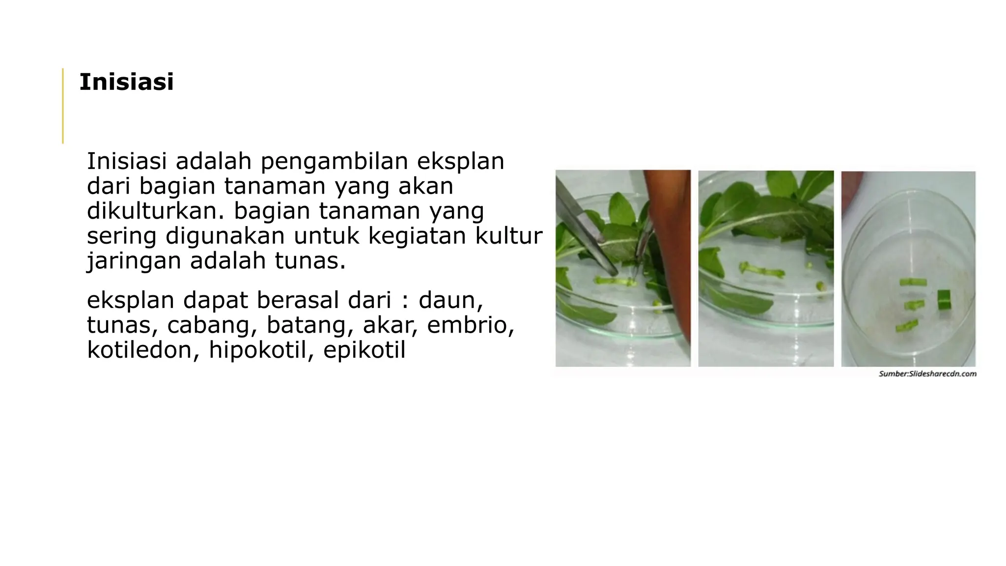 BIOTEKNOLOGI ( materi biologi kelas 10 ).pptx