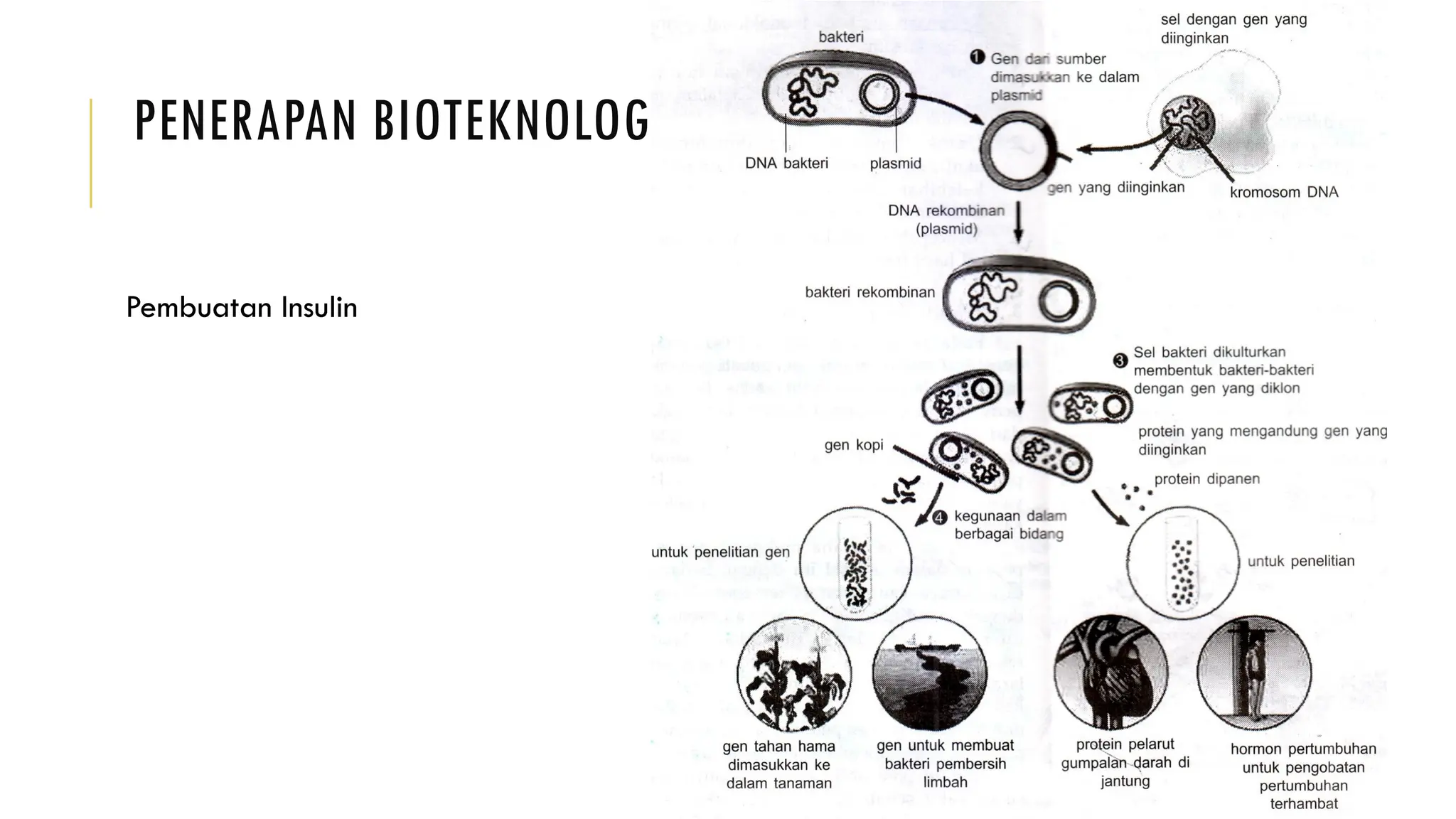 BIOTEKNOLOGI ( materi biologi kelas 10 ).pptx