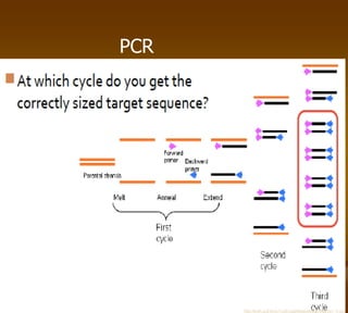 Bioteknologi 8-basic techniques in biotechnology | PPT