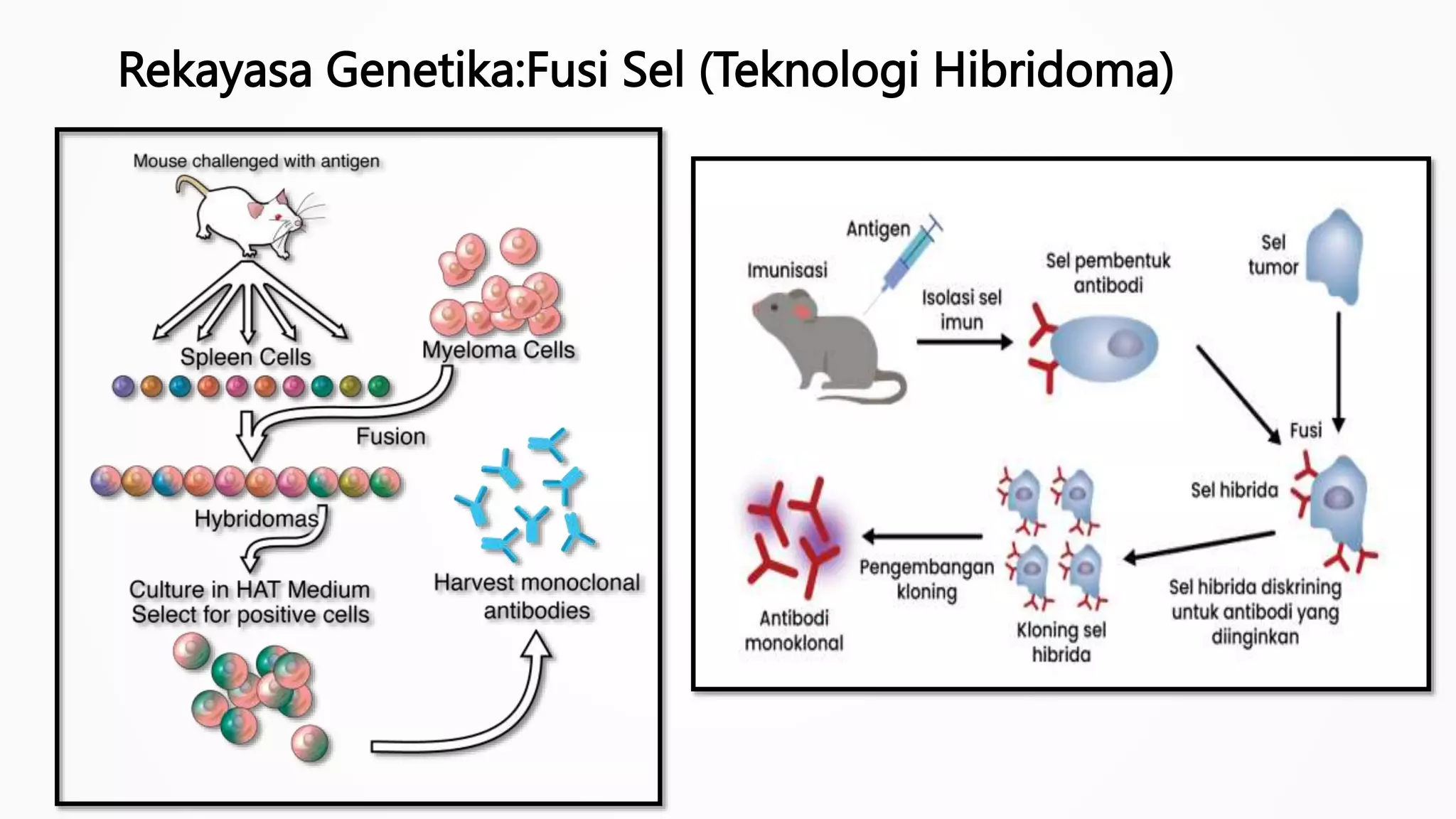 BIOTEKNOLOGI 10.pptx