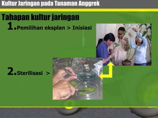 Bioteknologi Kultur Jaringan | PPTX