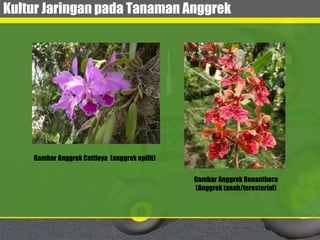 Bioteknologi Kultur Jaringan | PPTX