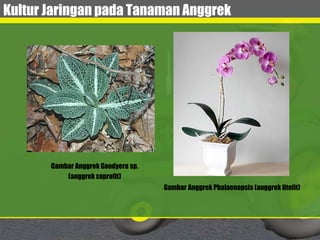 Bioteknologi Kultur Jaringan | PPTX