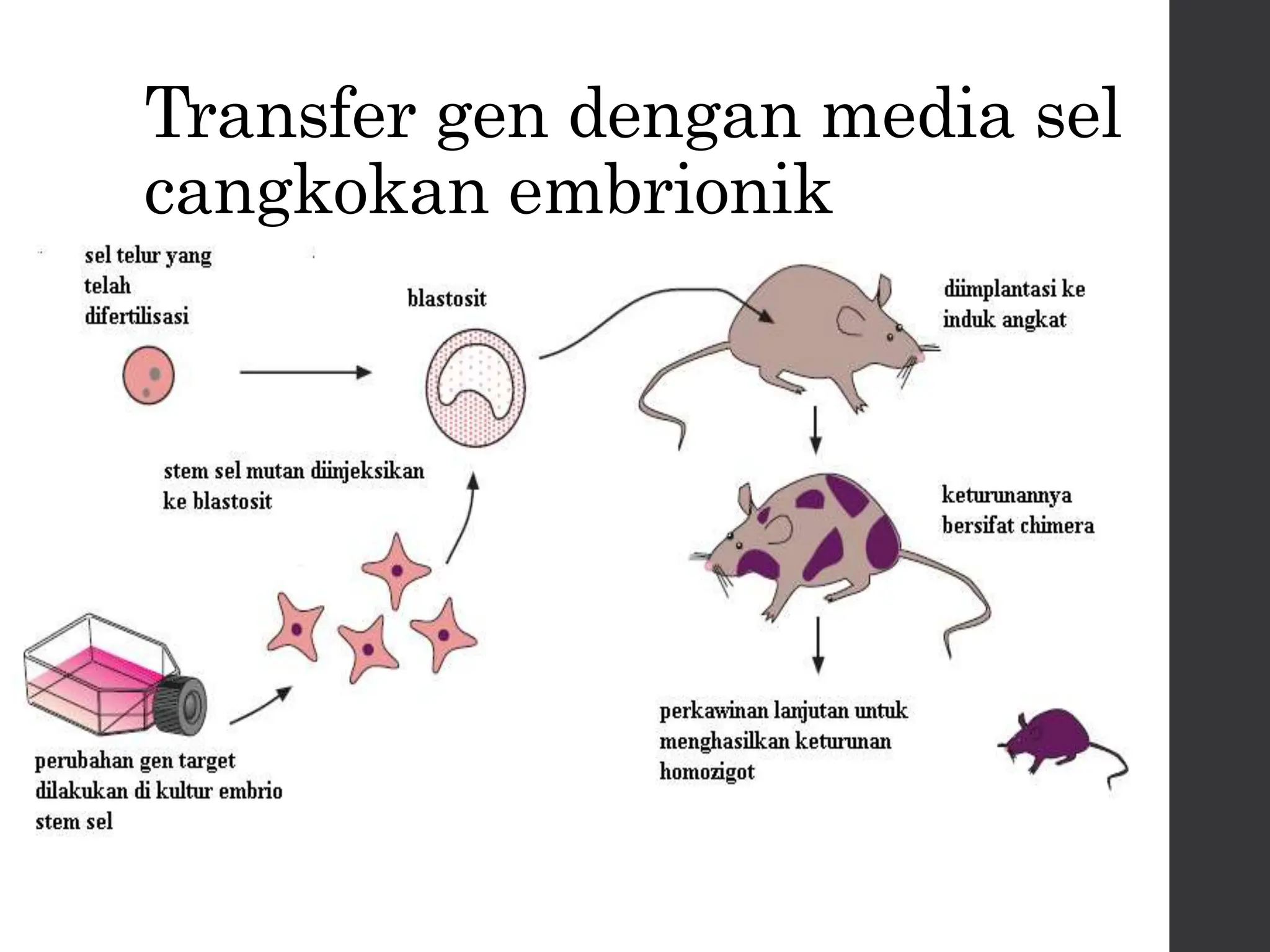 Bioteknologi Hewan.ppt