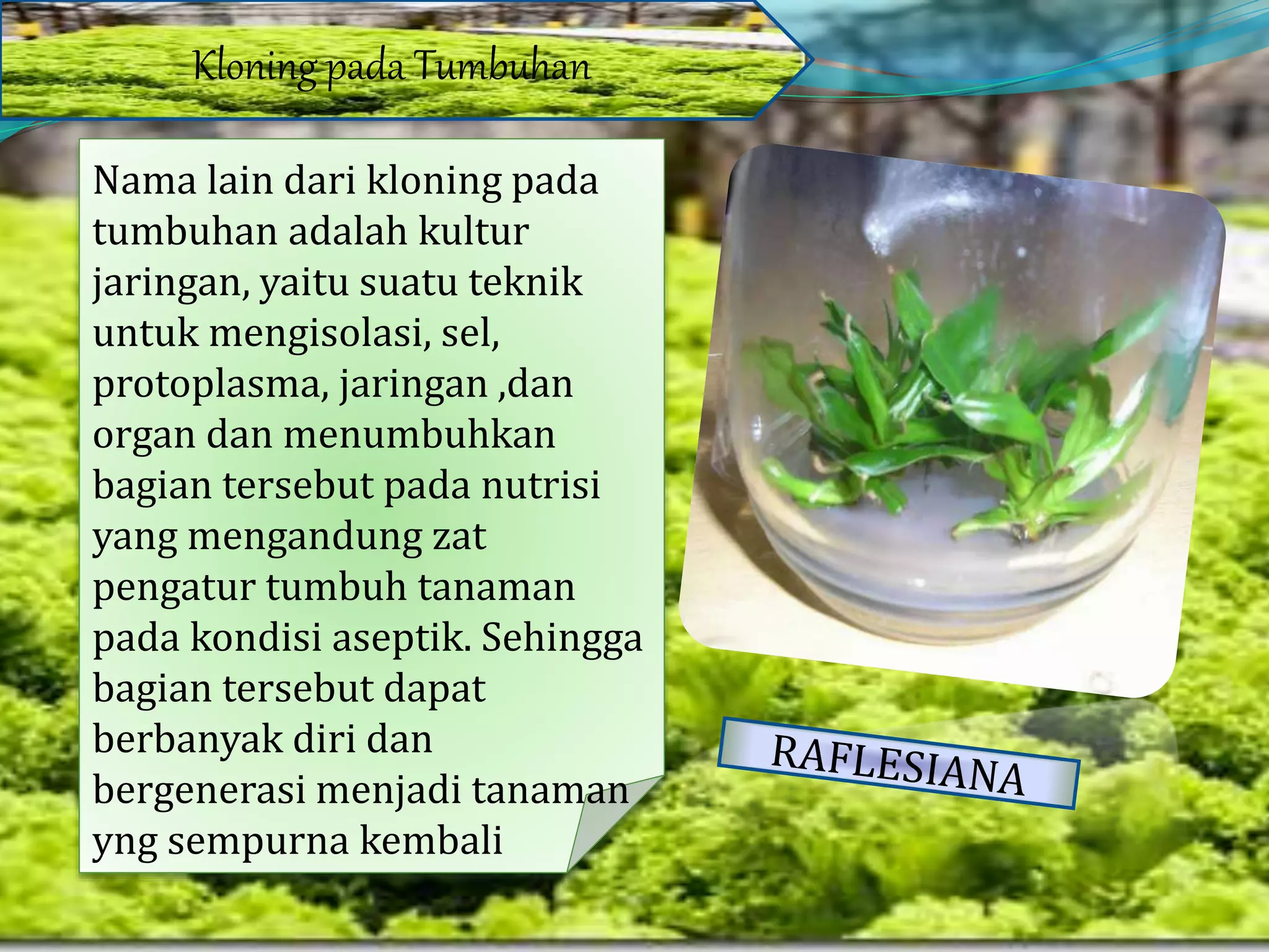 Bioteknologi Kloning | PPTX