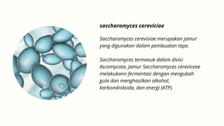 Bioteknologi Konvensional Materi Biologi | PPTX