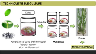 Bioteknologi Kultur Jaringan_Fitri Damayanti_Universitas Indraprasta ...