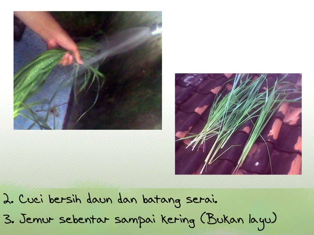 Bioteknologi membuat obat nyamuk dari serai | PPTX