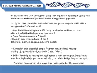 Kelompok 5 Kimia B (Sekuensing DNA) | PPT